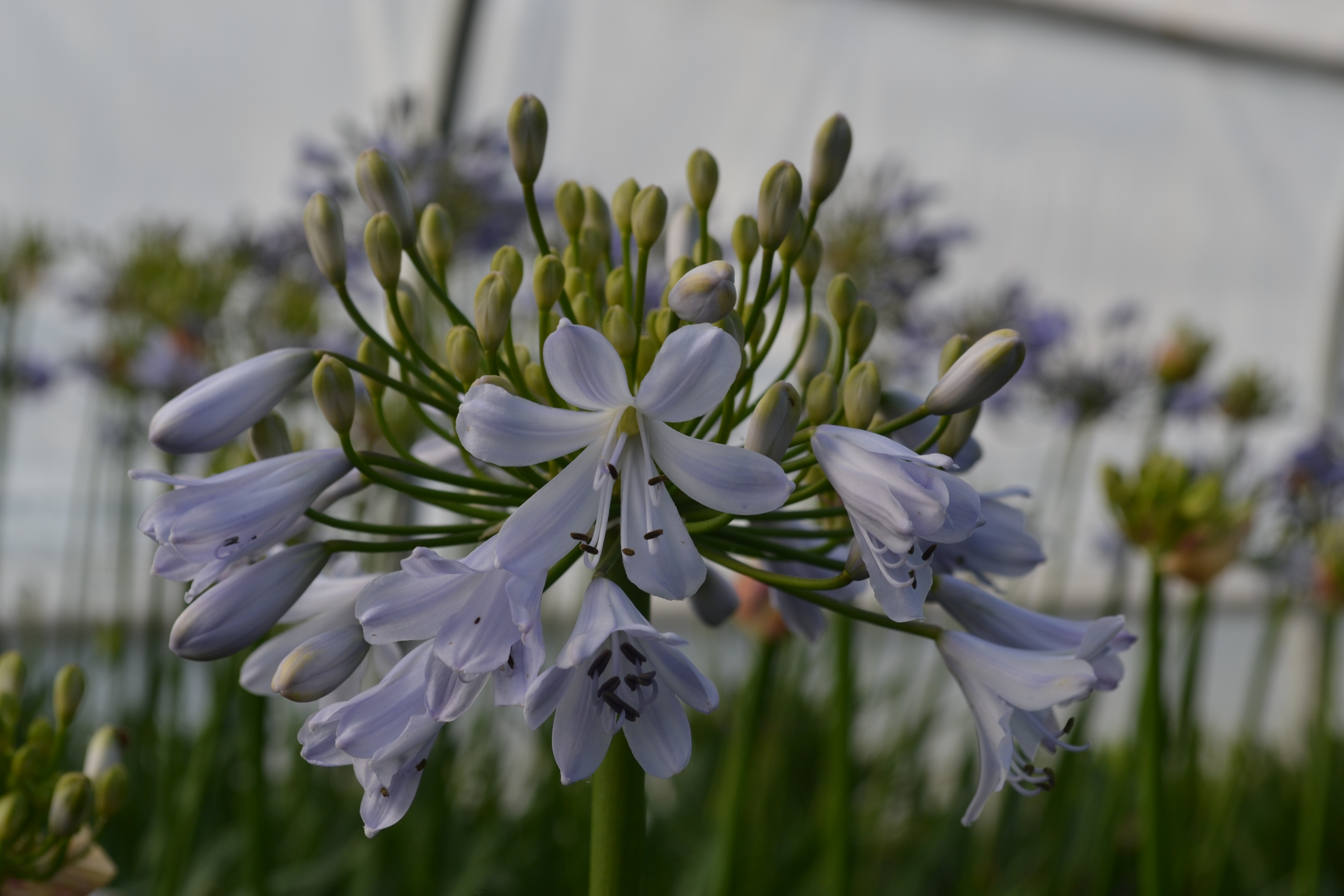 Agapanthus 'Silver mist' (bladverliezend) | Agapanthuskwekerij