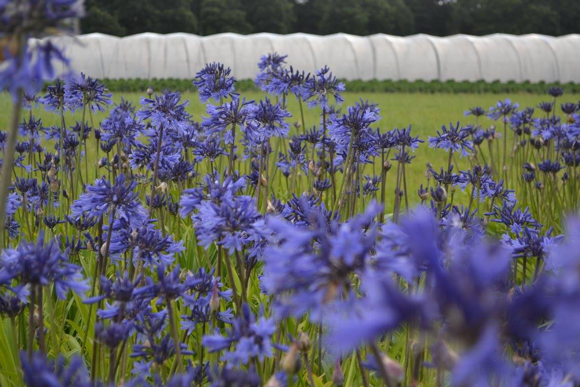 Agapanthus 'Midnight Blue' (deciduous) | Agapanthuskwekerij