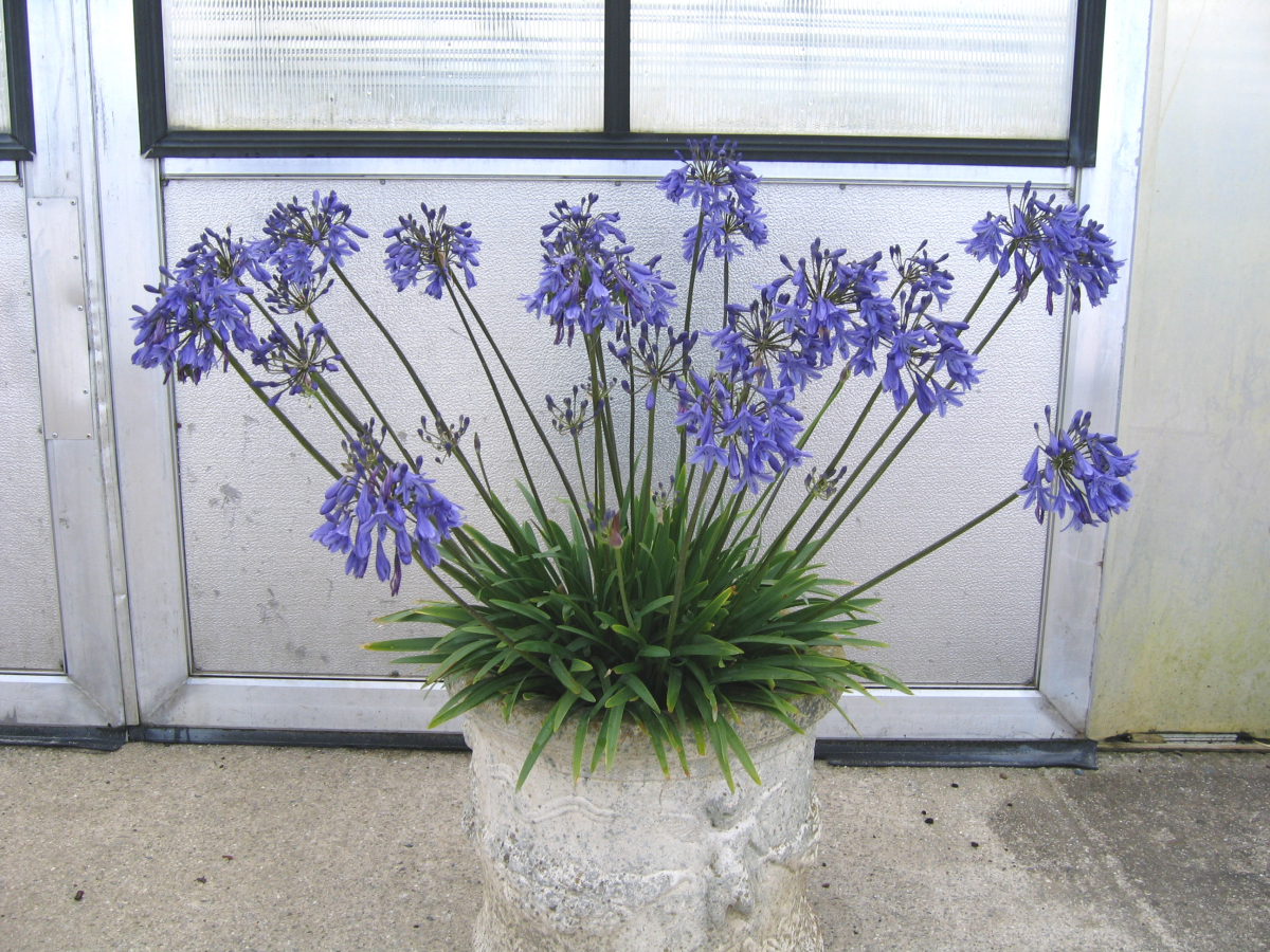 Lapis lazuli flower store