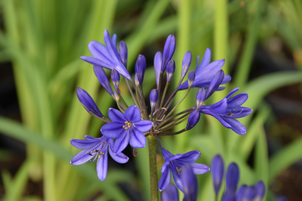 Agapanthus 'Brilliant blue ®' (evergreen) | Agapanthuskwekerij
