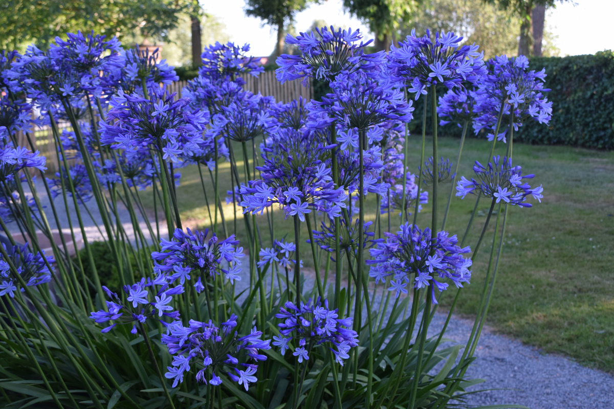 Agapanthus 'Dr. Brouwer' (bladverliezend) | Agapanthuskwekerij