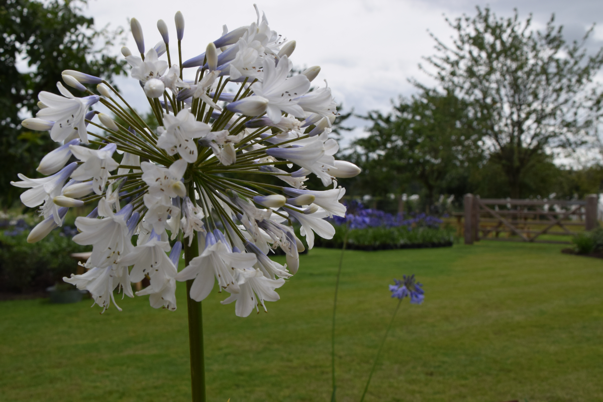 Agapanthus 'Enigma' (bladhoudend) | Agapanthuskwekerij