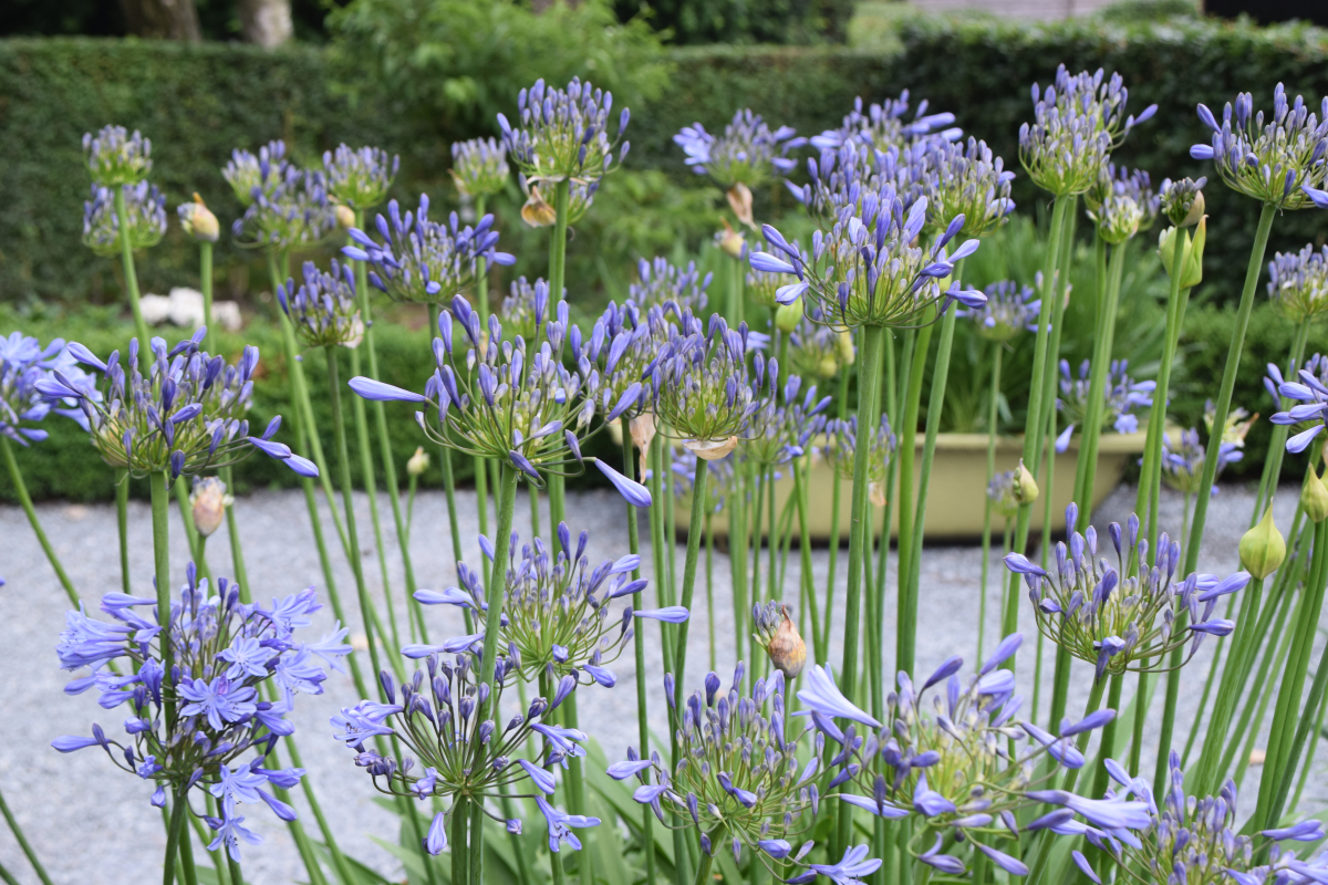 Agapanthus 'Dr. Brouwer' (bladverliezend) | Agapanthuskwekerij