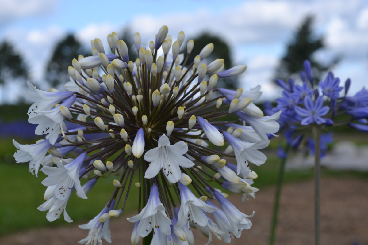 Agapanthus 'Enigma' (bladhoudend) | Agapanthuskwekerij