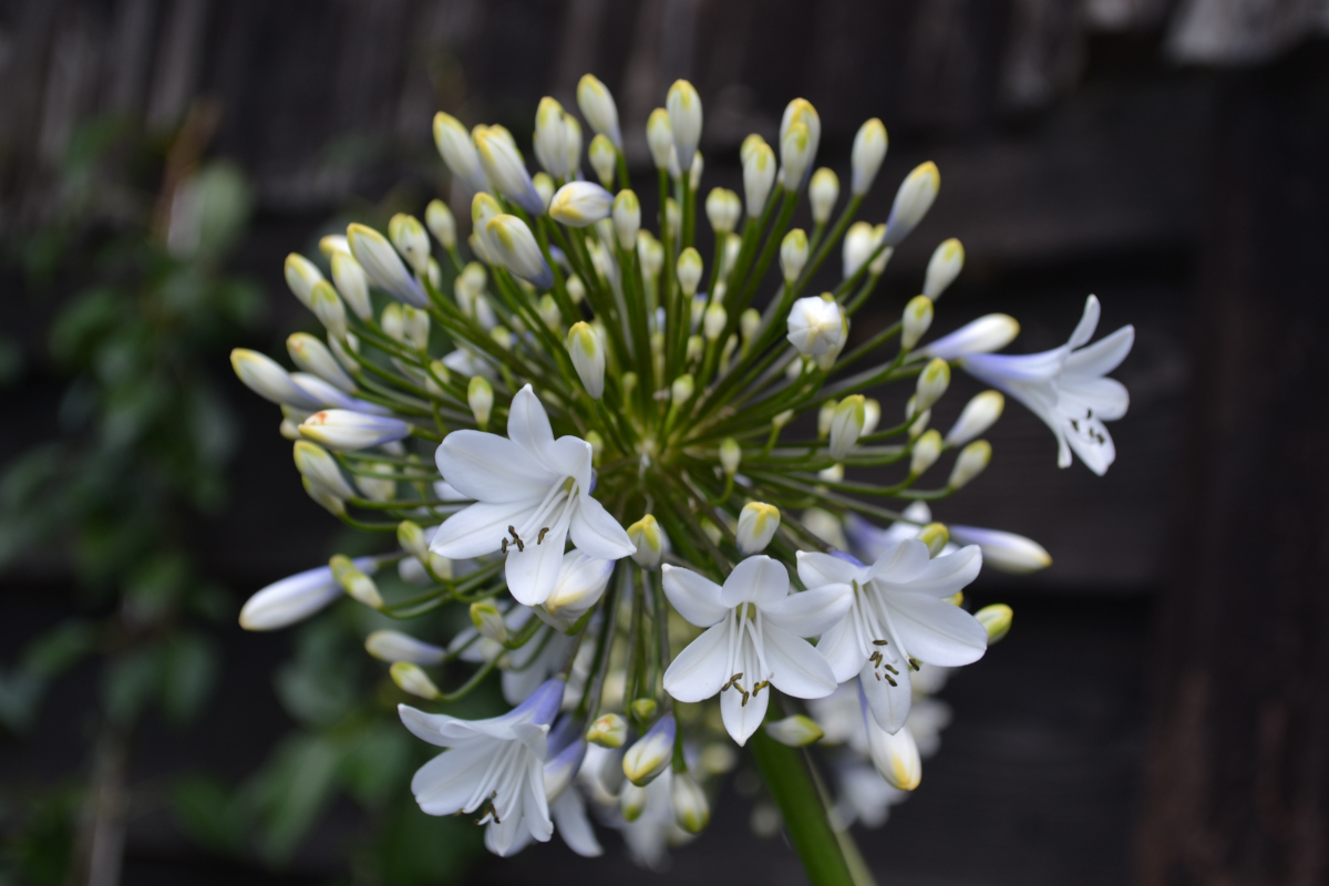 Agapanthus 'Enigma' (evergreen) | Agapanthuskwekerij
