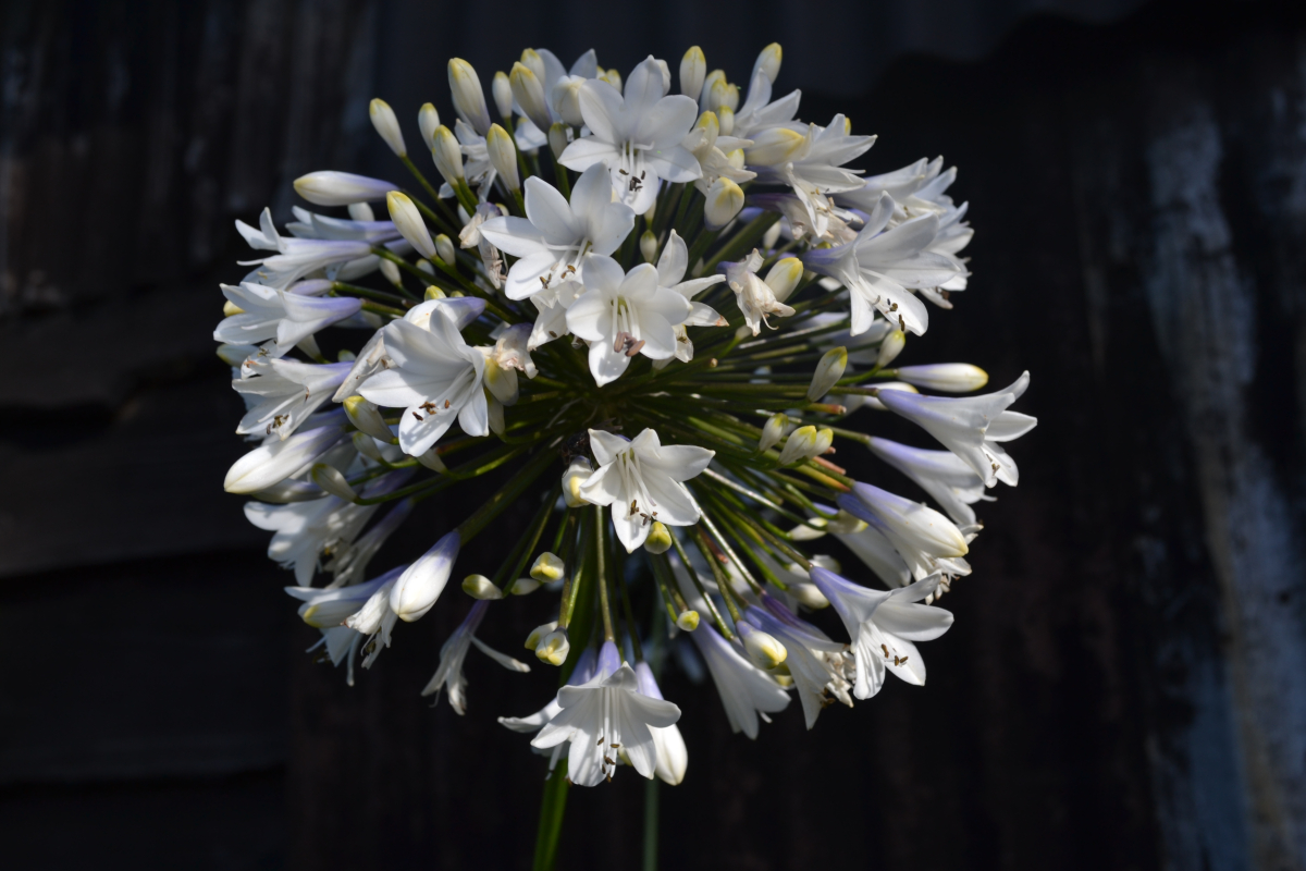 Agapanthus 'Enigma' (evergreen) | Agapanthuskwekerij
