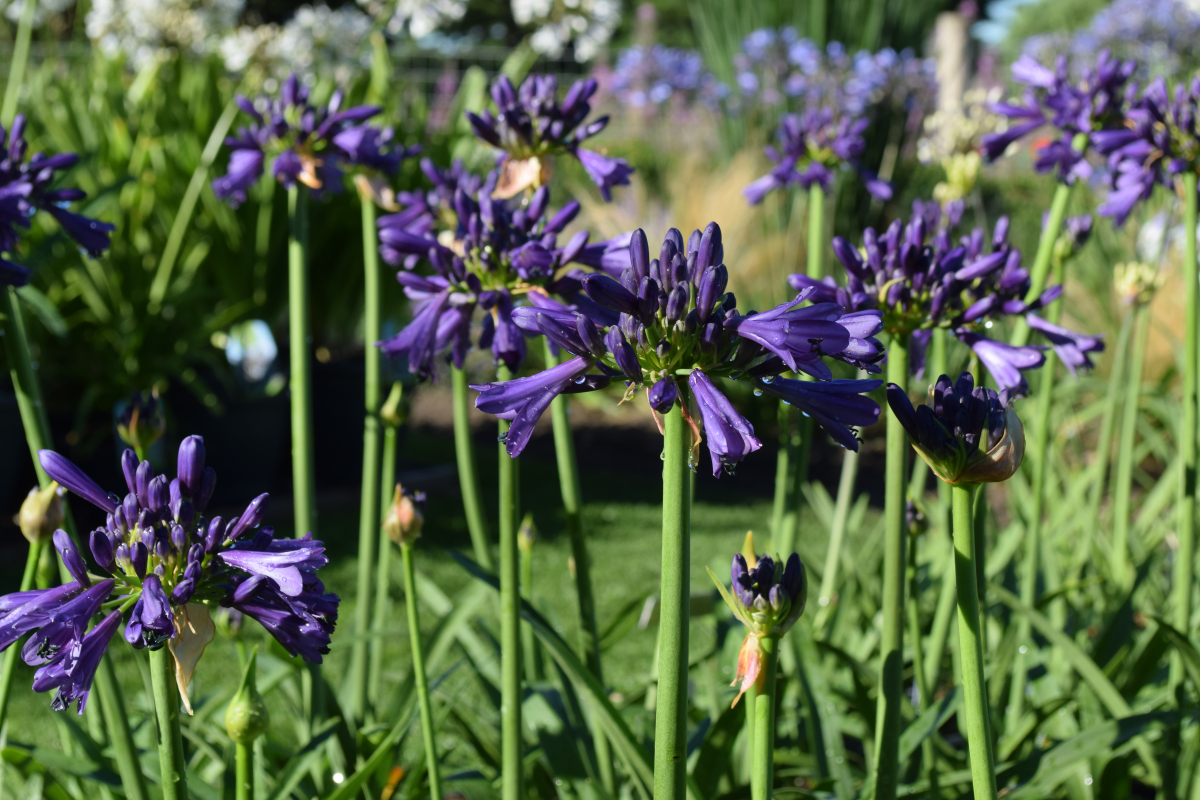 Agapanthus 'Purple delight' (evergreen) | Agapanthuskwekerij