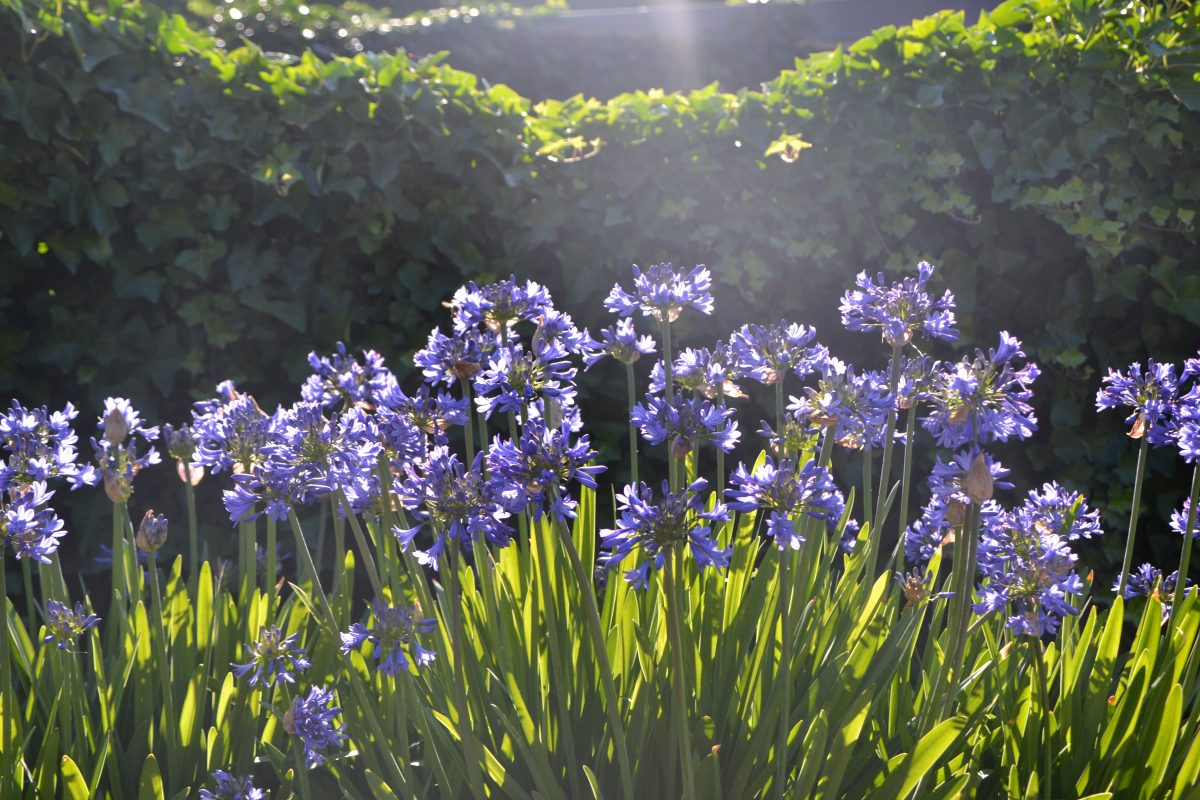 Agapanthus 'Bressingham Blue' (deciduous) | Agapanthuskwekerij