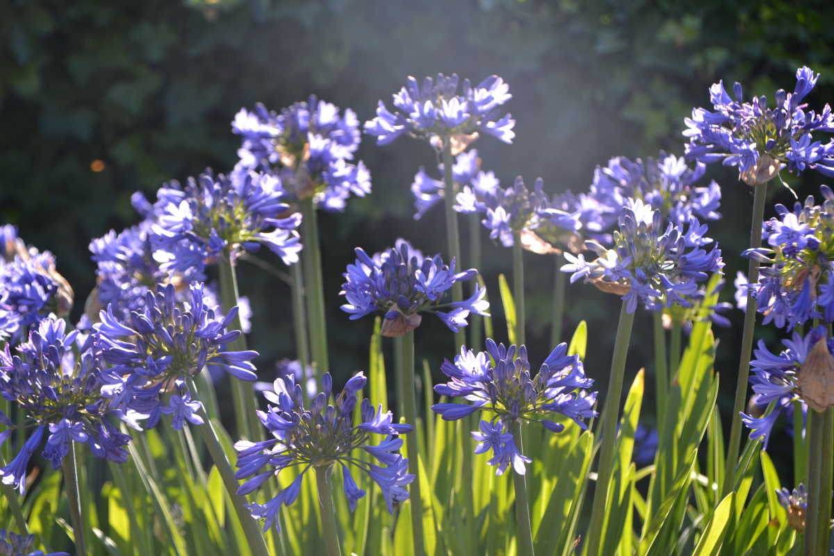 Agapanthus 'Bressingham Blue' (bladverliezend) | Agapanthuskwekerij