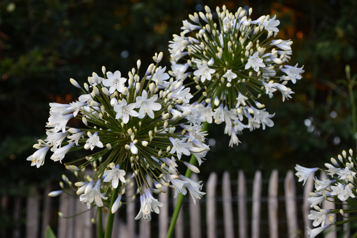Agapanthus 'Enigma' (bladhoudend) | Agapanthuskwekerij