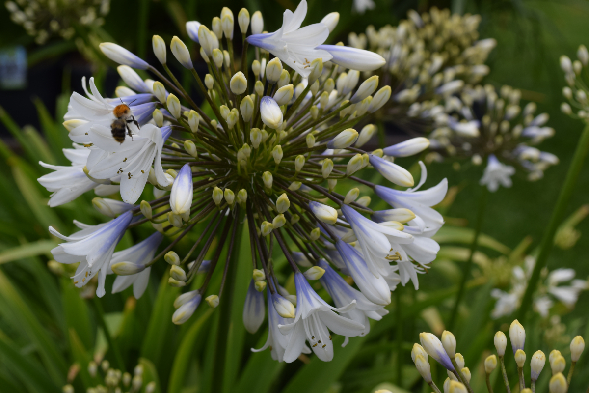 Agapanthus 'Enigma' (bladhoudend) | Agapanthuskwekerij