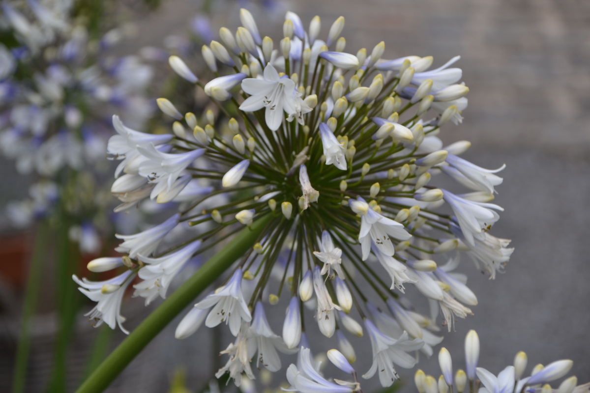 Agapanthus 'Enigma' (bladhoudend) | Agapanthuskwekerij