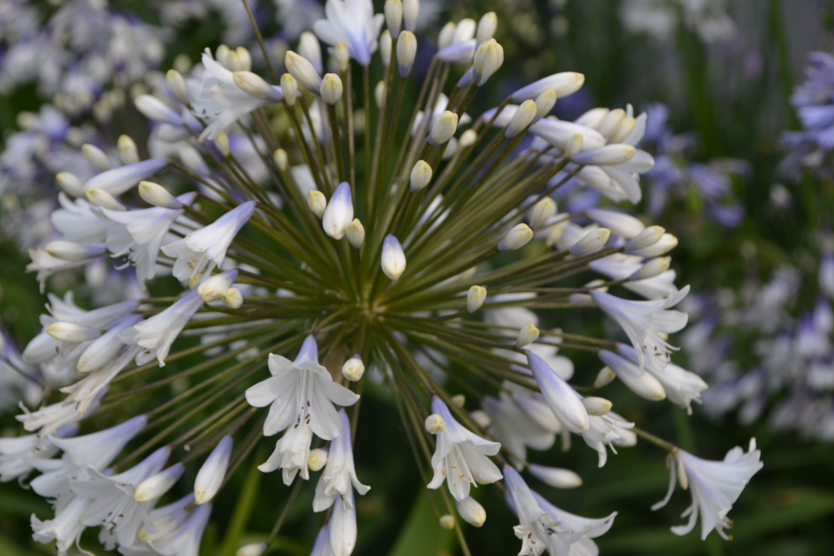 Agapanthus 'Enigma' (bladhoudend) | Agapanthuskwekerij