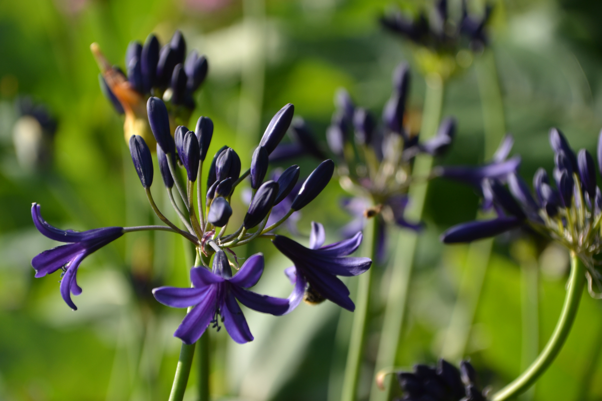 Agapanthus 'Indigo dreams' (bladverliezend) | Agapanthuskwekerij