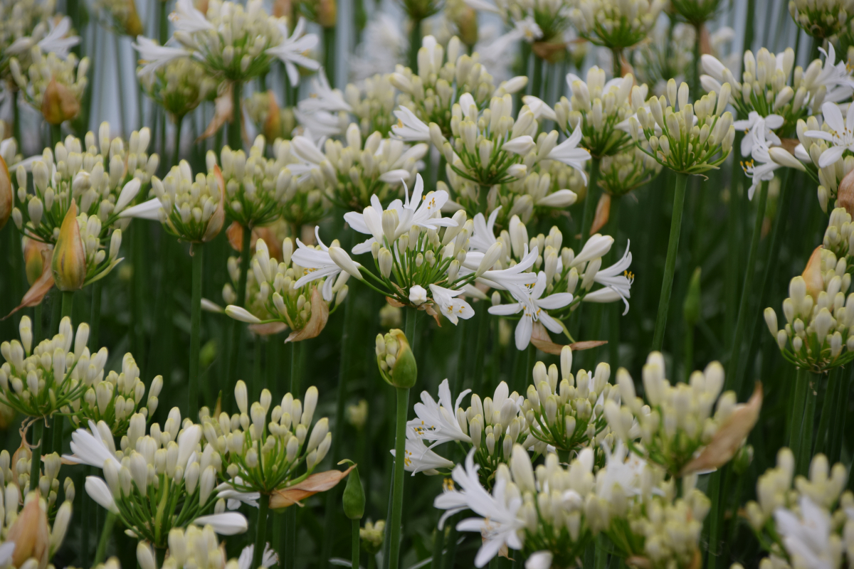Agapanthus 'Lady Lauren ®' (bladhoudend) | Agapanthuskwekerij