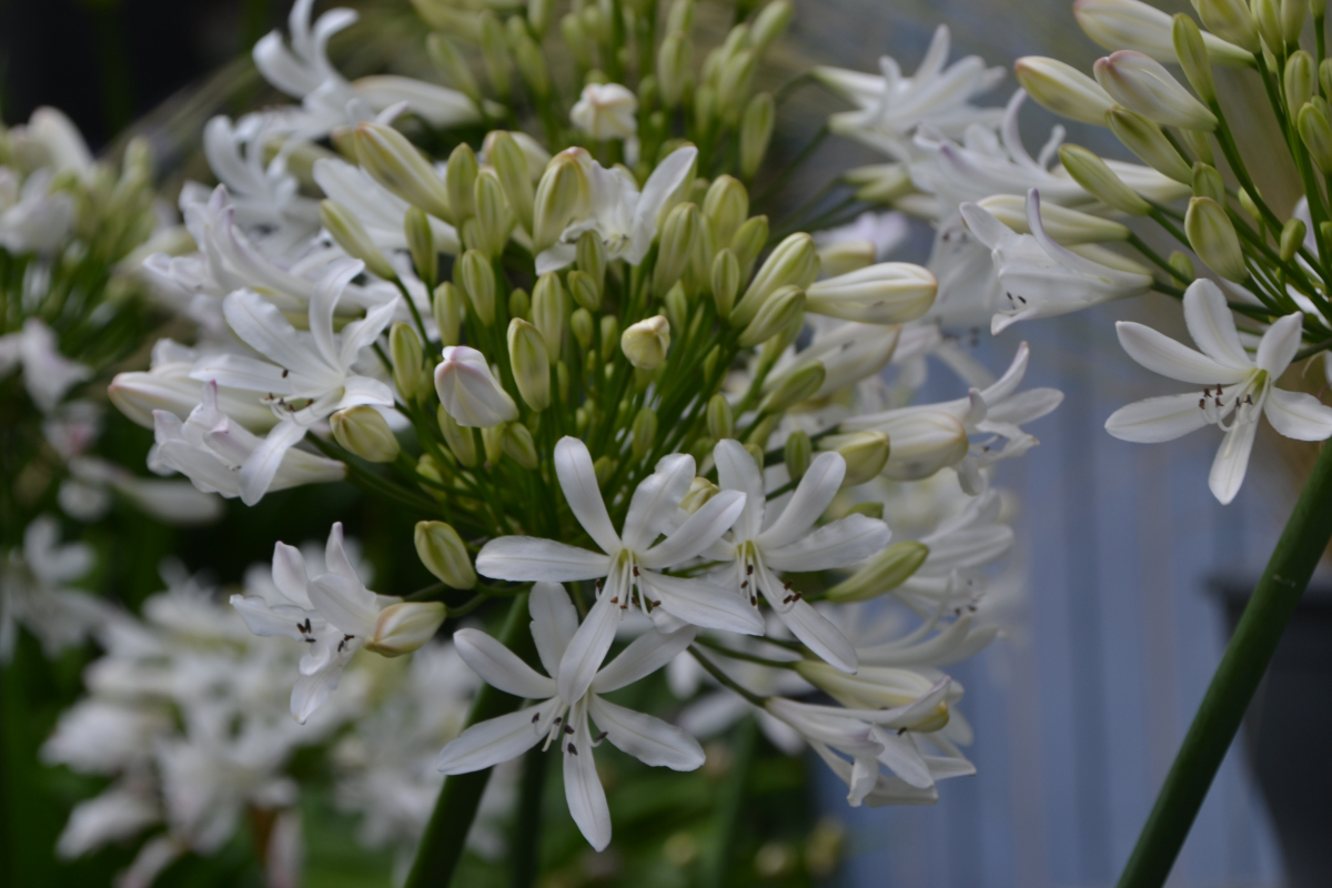 Agapanthus 'Snow in Paris' (à feuillage caduque) | Agapanthuskwekerij