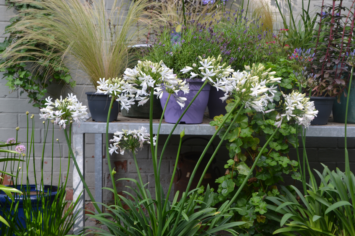 Agapanthus 'Snow in Paris' (à feuillage caduque) | Agapanthuskwekerij
