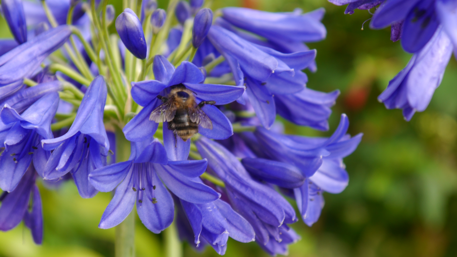 Agapanthus 'Flower of love ®' (deciduous) | Agapanthuskwekerij