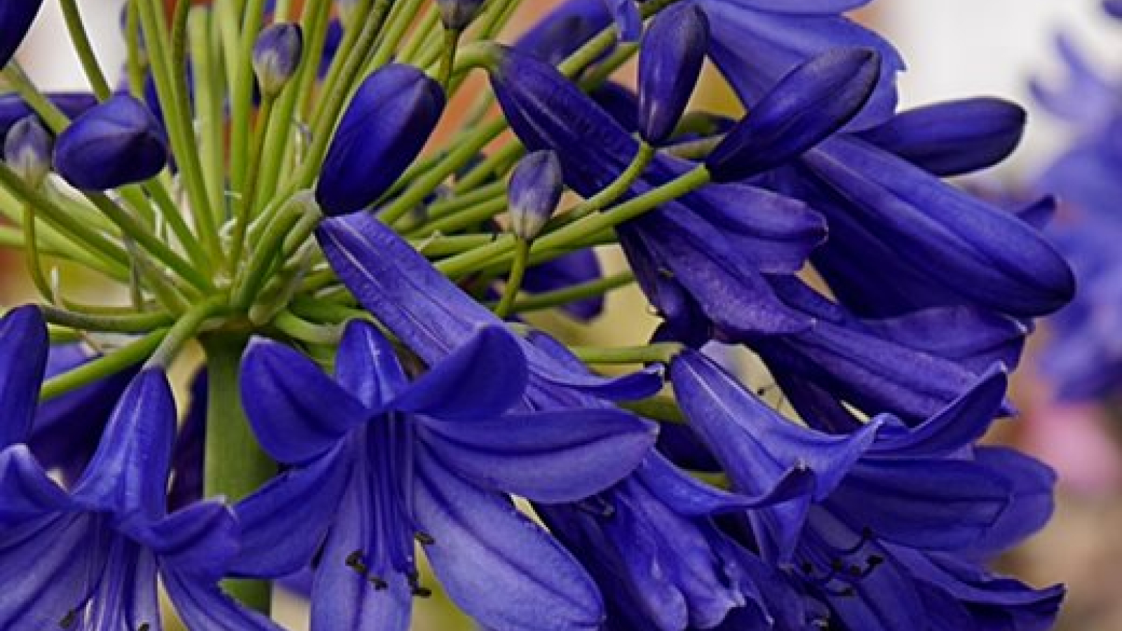 Agapanthus 'Flower of love ®' (deciduous) | Agapanthuskwekerij