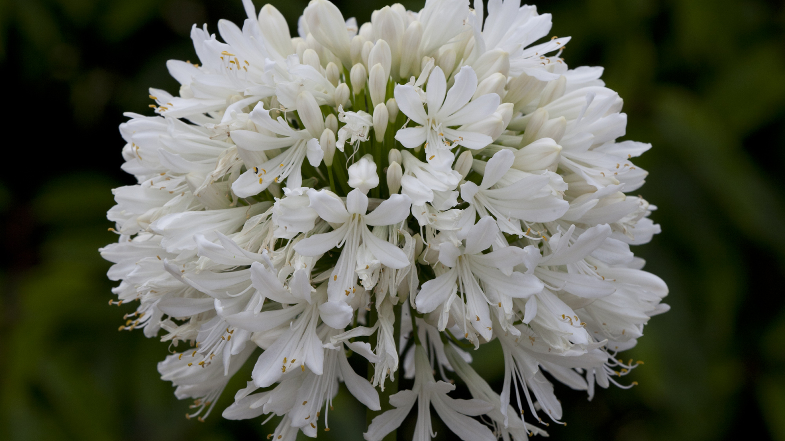 Agapanthus 'Snow cloud' (bladhoudend) | Agapanthuskwekerij
