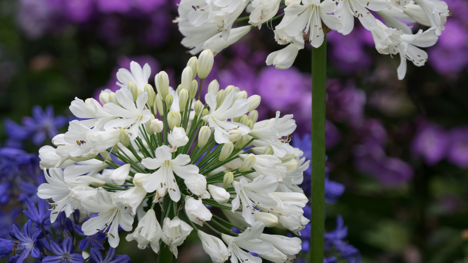 Agapanthus 'Snow Crystal' (bladhoudend) | Agapanthuskwekerij