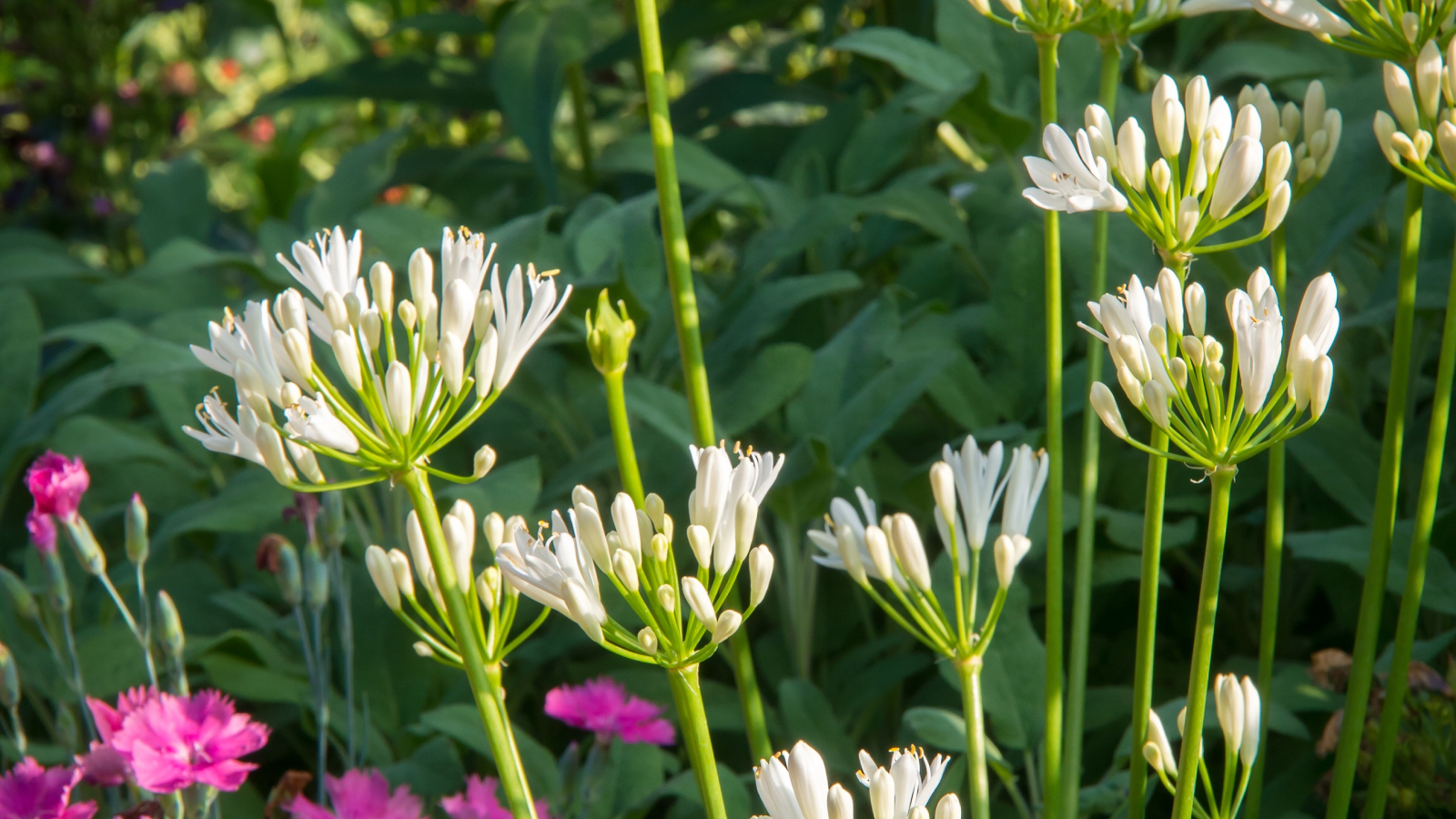 Agapanthus 'Snow Pixie' (bladhoudend) | Agapanthuskwekerij