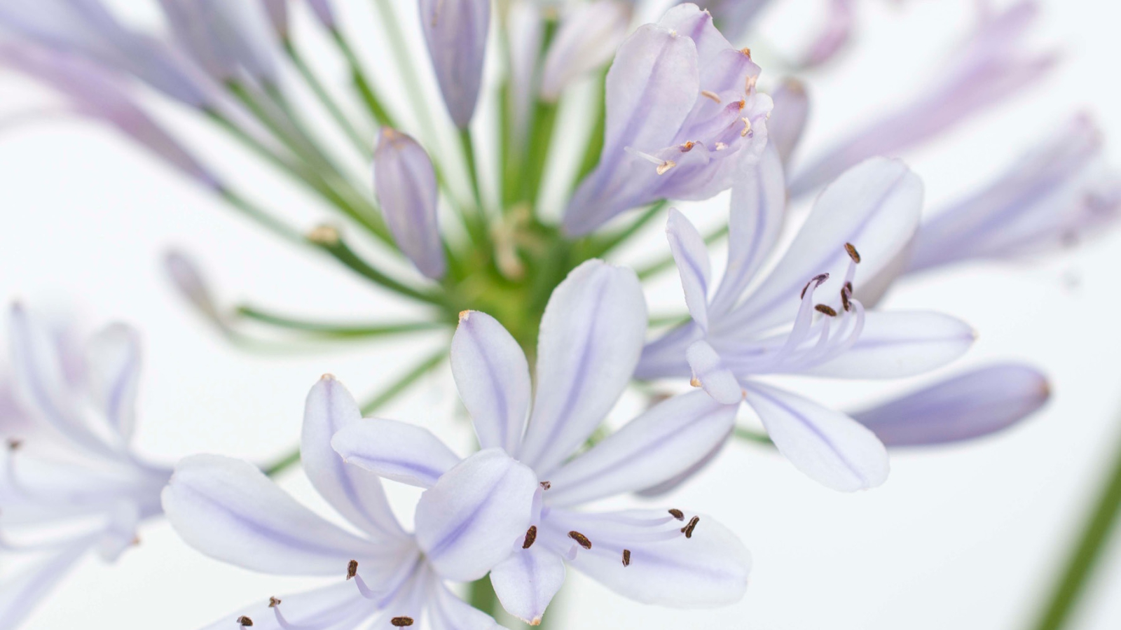 Agapanthus 'Barley blue ®' (bladhoudend) | Agapanthuskwekerij