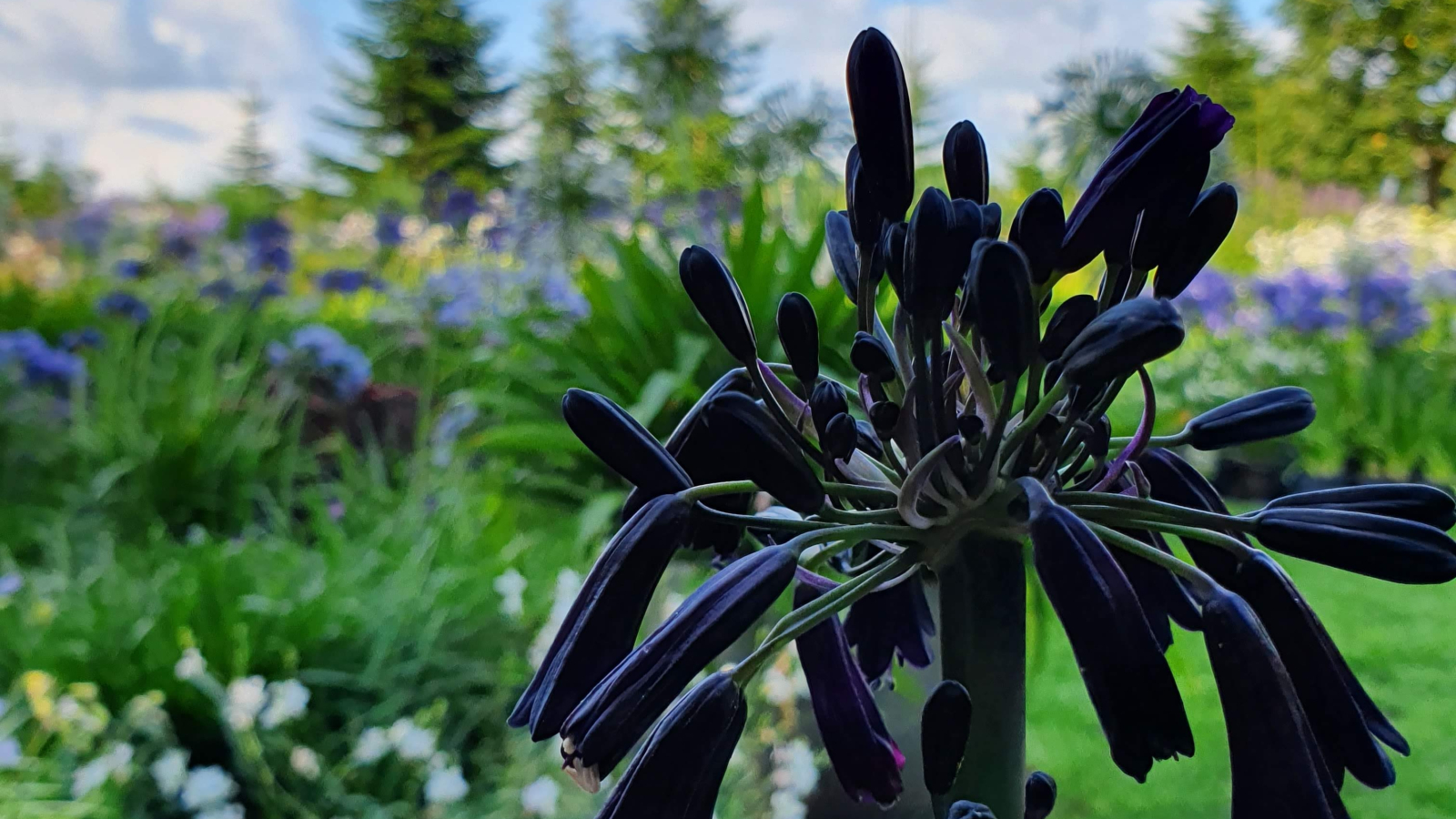 Agapanthus 'Black magic' (deciduous) | Agapanthuskwekerij Agapanthus 'Black magic' (deciduous) | Agapanthuskwekerij