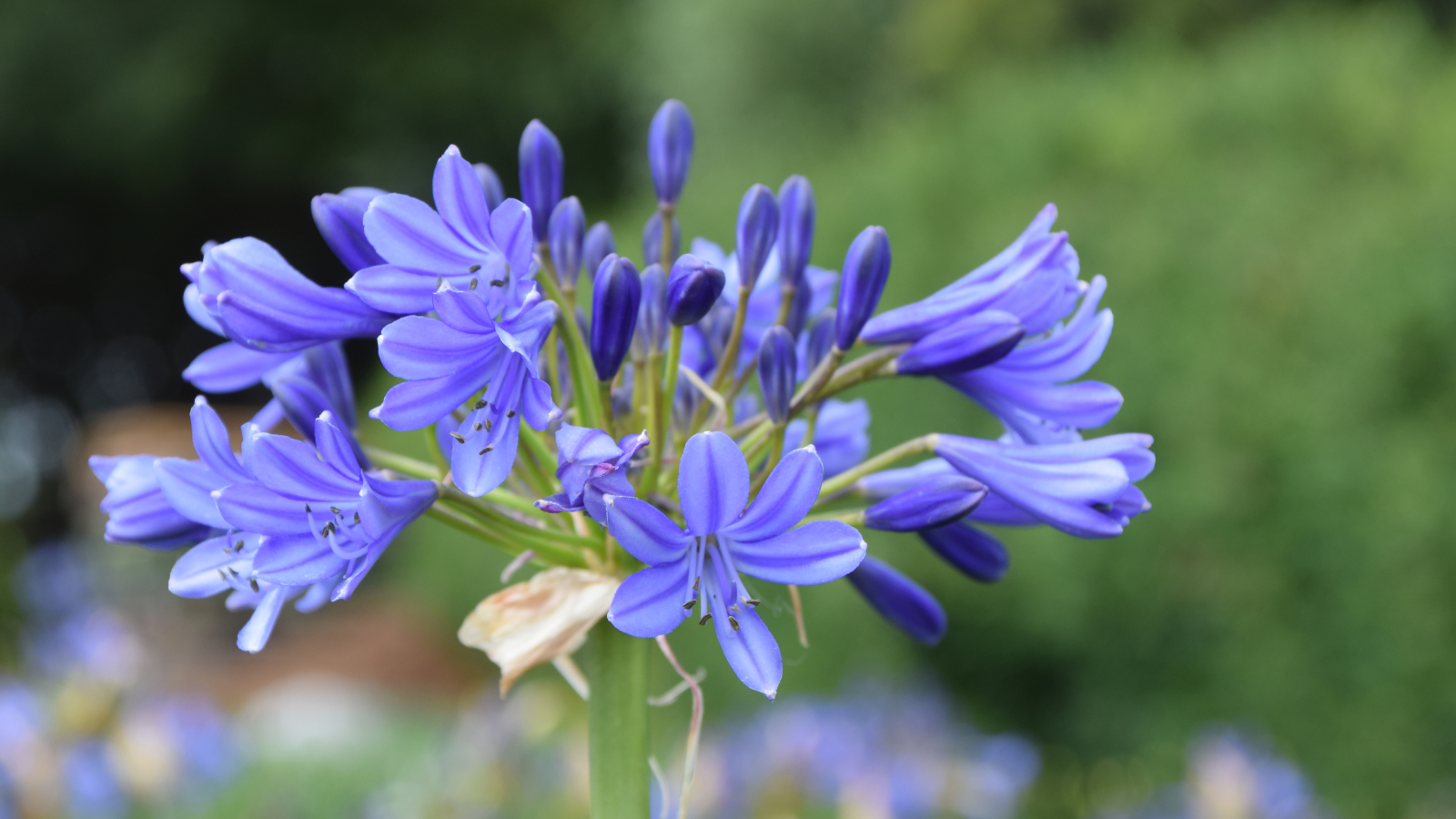 Agapanthus 'Bressingham Blue' (à feuillage caduque) | Agapanthuskwekerij
