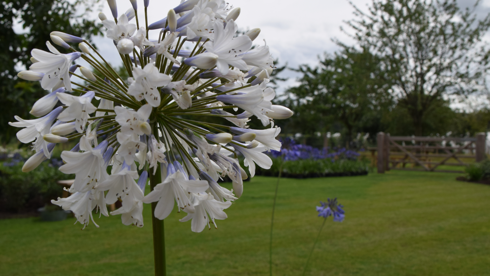 Agapanthus 'Enigma' (evergreen) | Agapanthuskwekerij