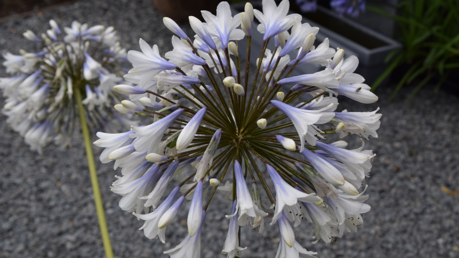 Agapanthus 'Enigma' (bladhoudend) | Agapanthuskwekerij