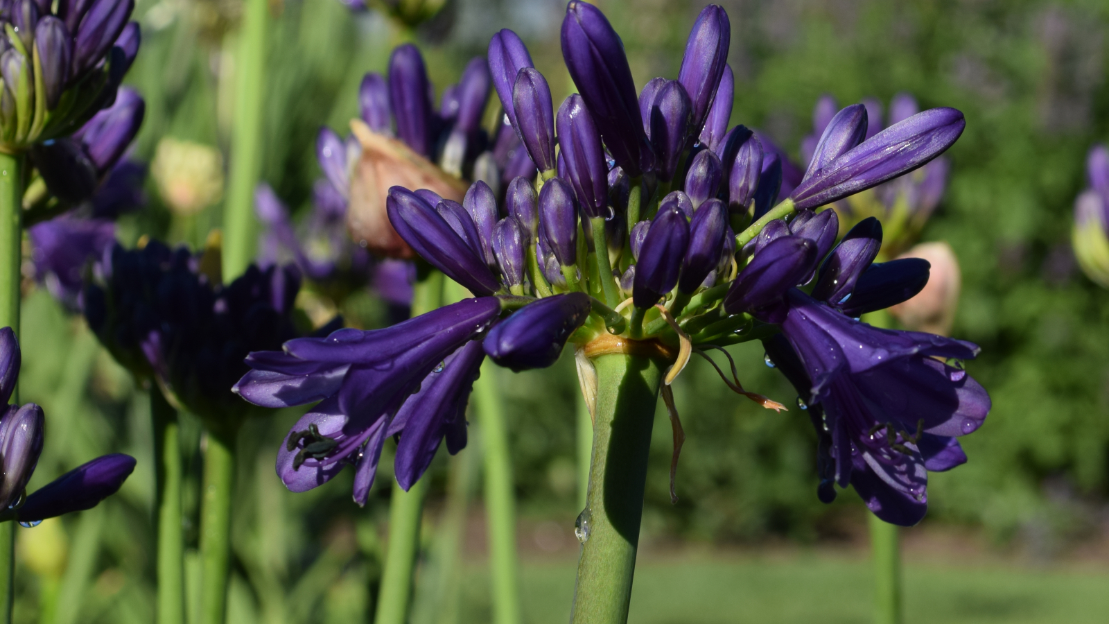 Agapanthus 'Purple delight ®' (bladhoudend) | Agapanthuskwekerij