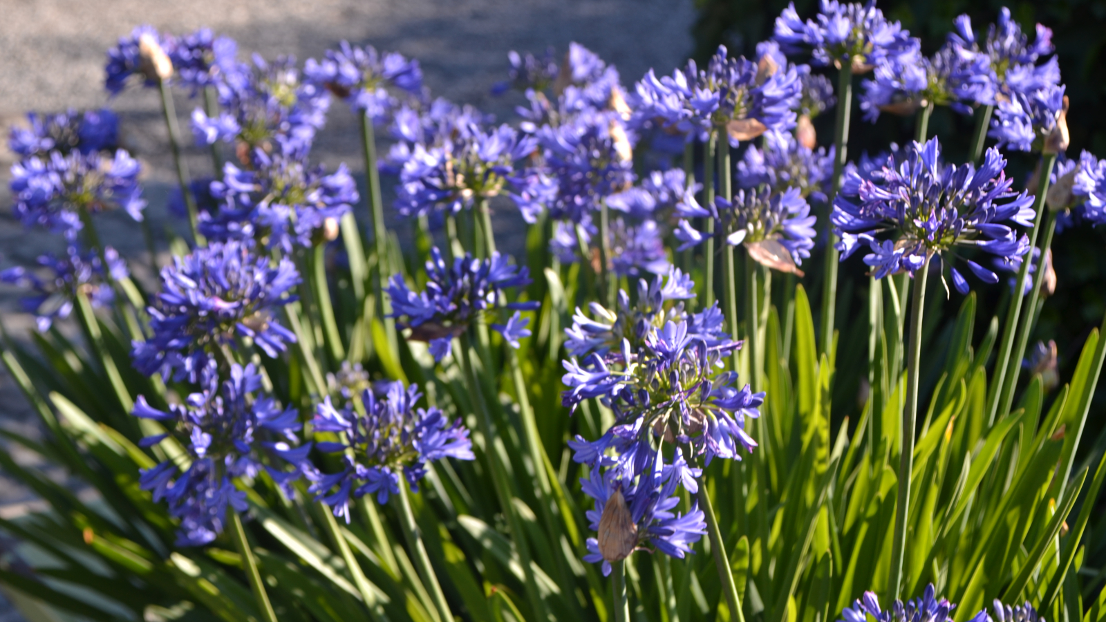 Agapanthus 'Bressingham Blue' (bladverliezend) | Agapanthuskwekerij
