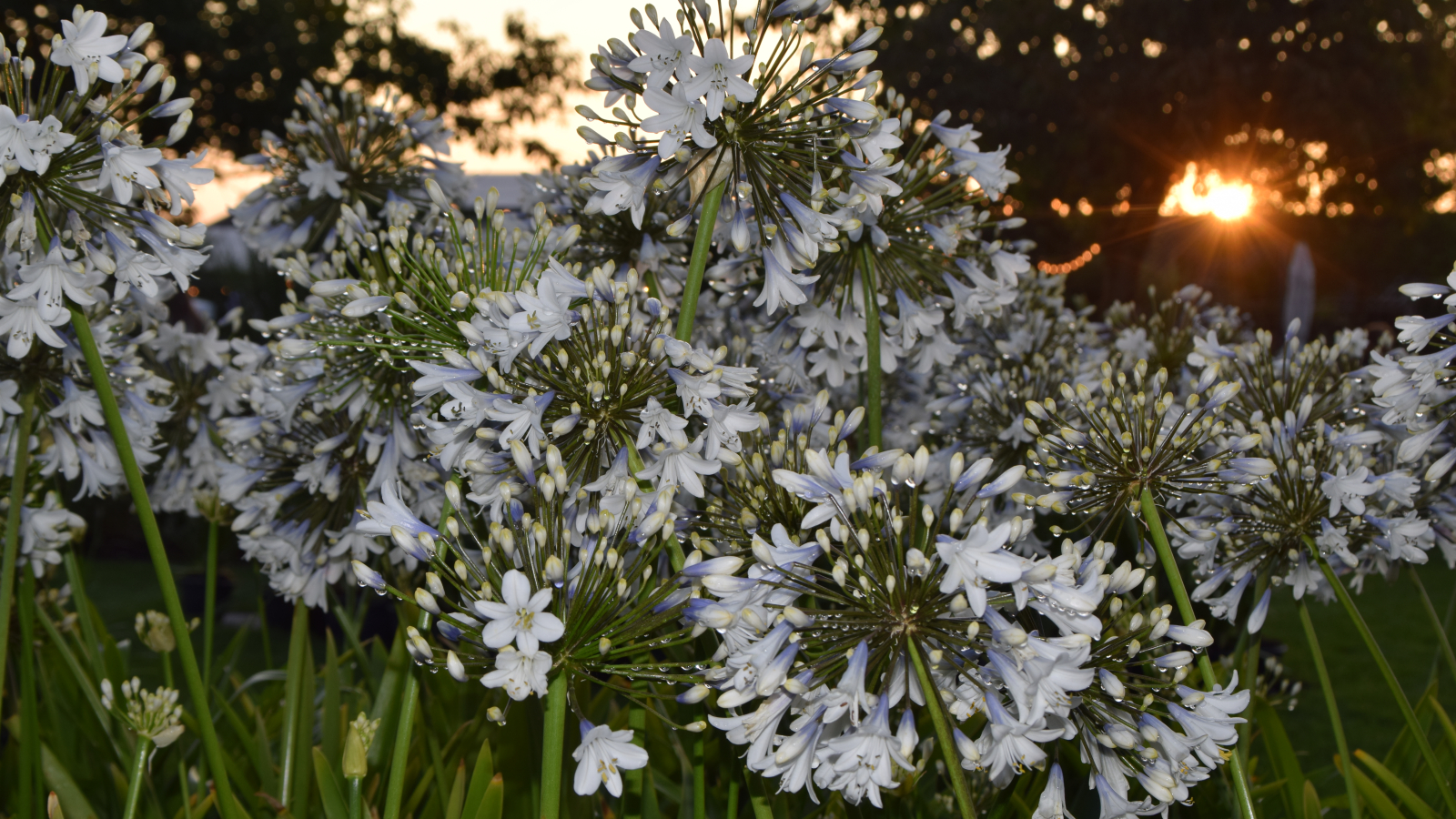 Agapanthus 'Enigma' (bladhoudend) | Agapanthuskwekerij