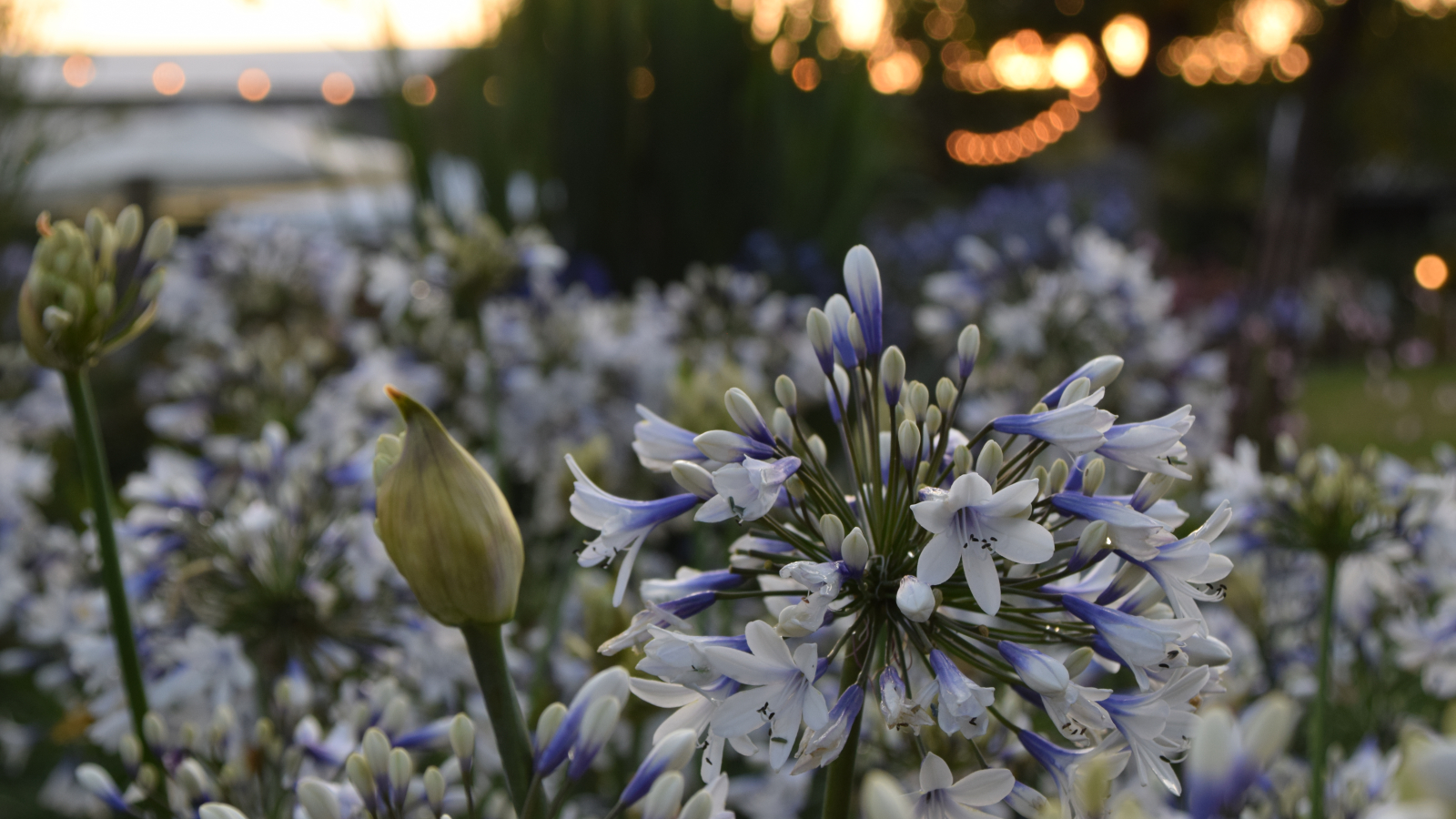 Agapanthus 'Twister ®' (bladverliezend) | Agapanthuskwekerij