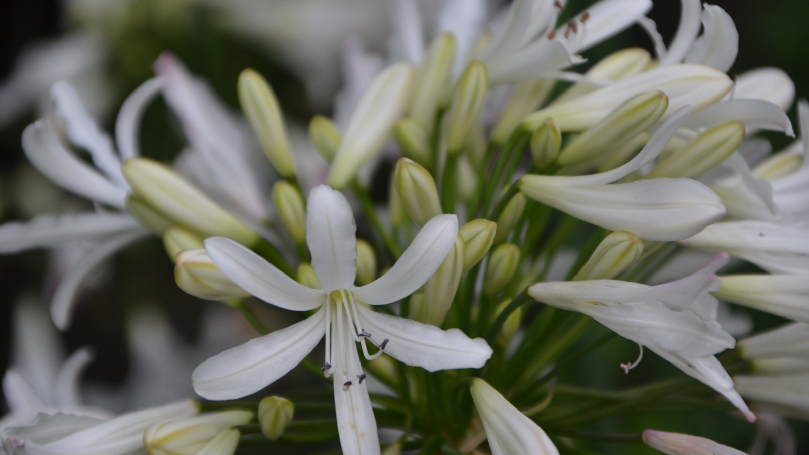 Agapanthus 'Snow in Paris' (bladverliezend) | Agapanthuskwekerij